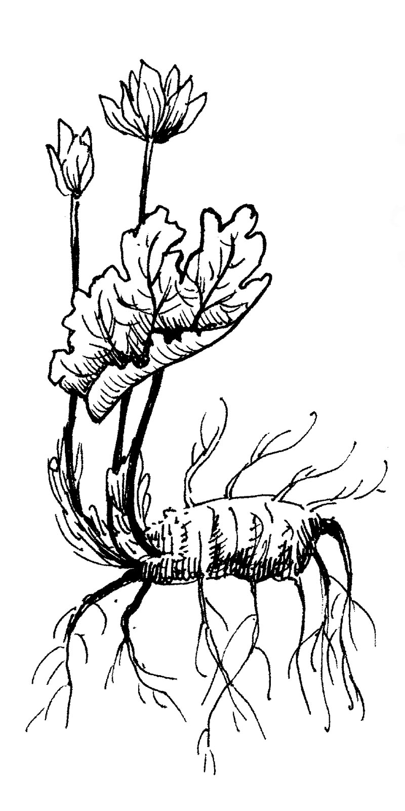 Tattoos for my fickle friends: custom temporary tattoos – FRANKY ...